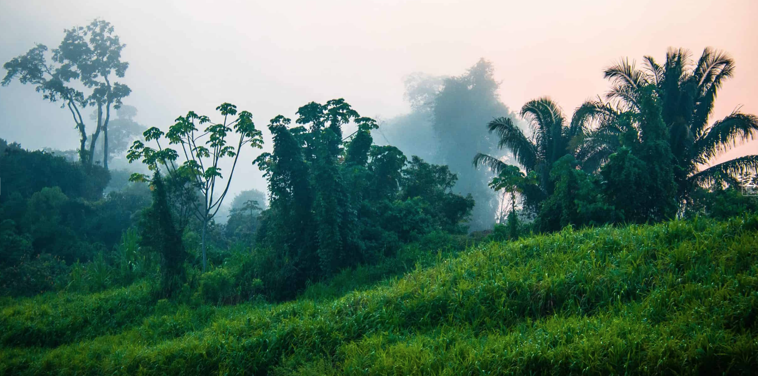 Envira Amazonia Project - EcoCart