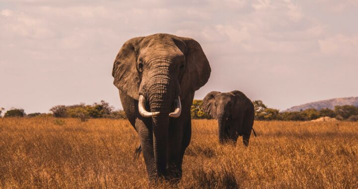 Conservation vs Sustainability: Key Differences and Why They Matter ...