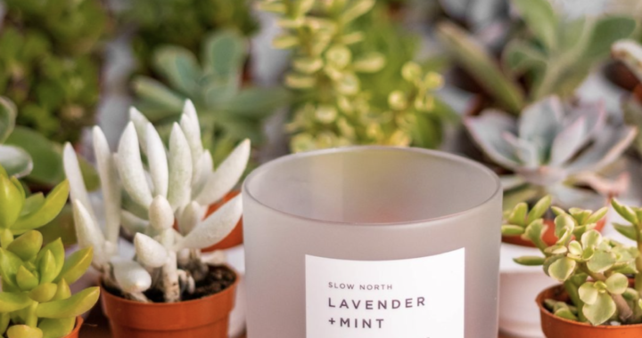 Conservation vs Sustainability: Key Differences and Why They Matter ...