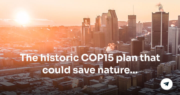 Conservation vs Sustainability: Key Differences and Why They Matter ...