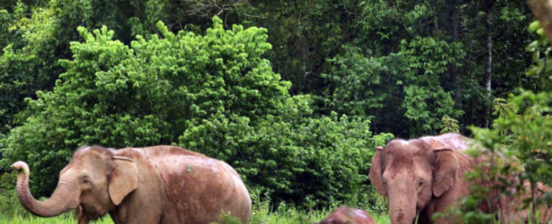 Keo Seima Wildlife Sanctuary - EcoCart