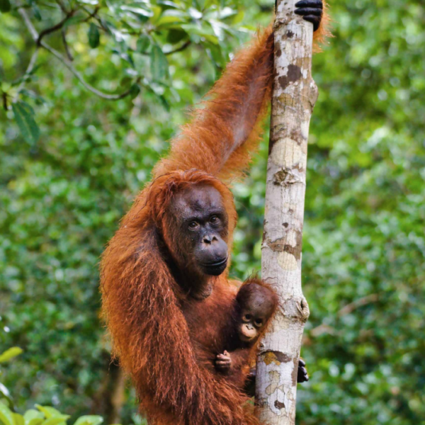Rimba Raya Biodiversity Reserve - EcoCart